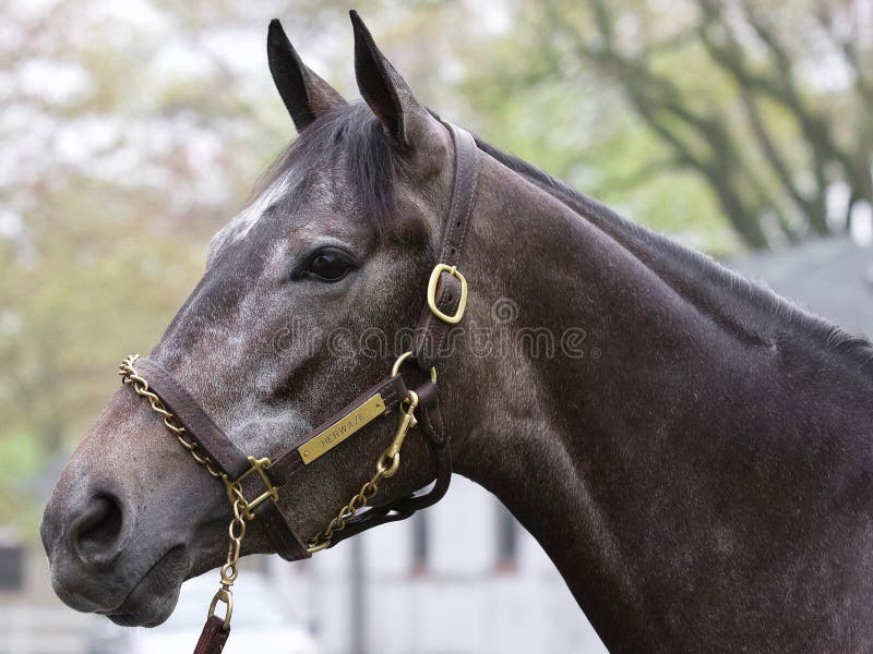 Herwaze a Gray Stunning Filly by Cross Traffic Editorial Photography ...