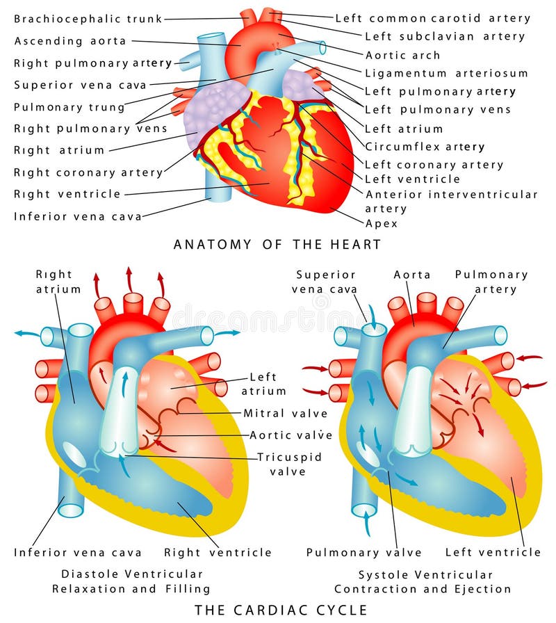Herz-Anatomie-Vektor-Illustration Vektor Abbildung - Illustration von ...