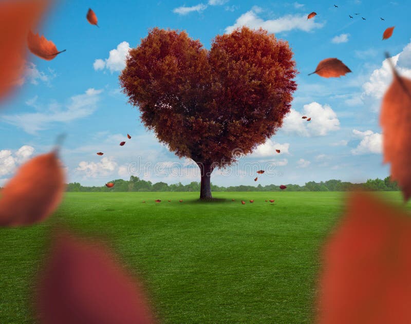Herz-Baum stockbild. Bild von betrieb, inneres, feld - 33584719