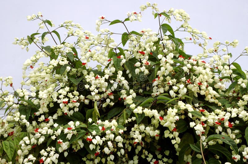 Herz-Rebe stockbild. Bild von inneres, betrieb, strauch - 83009