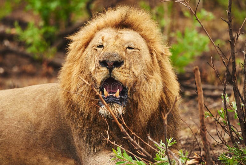 Hes the King of the Jungle. a Lion on the Plains of Africa. Stock Photo ...