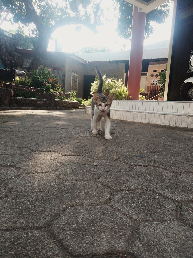 The Little Cat Walked Over To the Camera Stock Photo - Image of walked ...