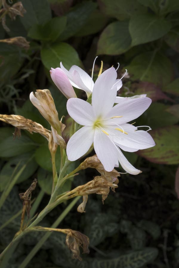 Hesperantha Coccinea White Flag Lily Stock Photo - Image of plant ...
