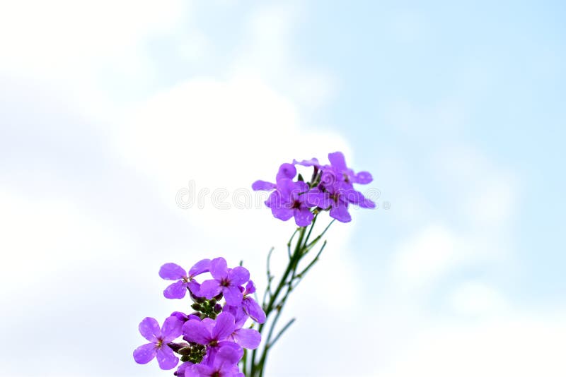 Hesperis Flower Night Violet Against a White Sky Stock Image - Image of ...