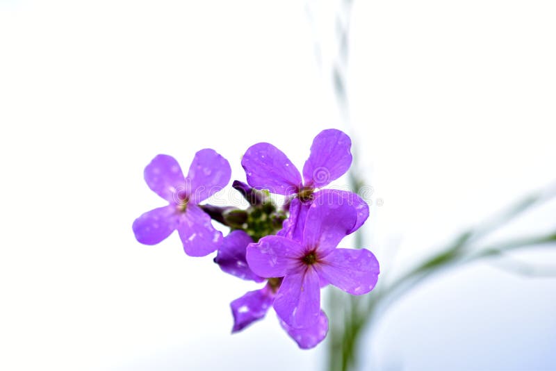 Hesperis Flower Night Violet Against a White Sky Stock Photo - Image of ...