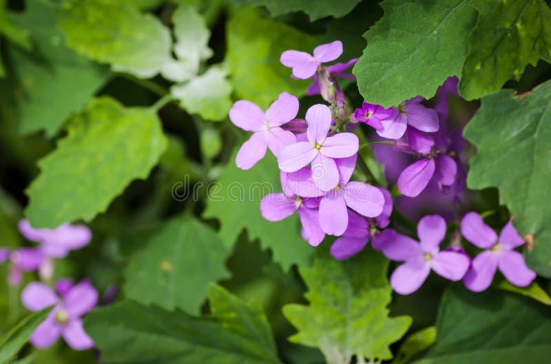 Dame`s Rocket flower stock photo. Image of nature, arrangement - 114370034