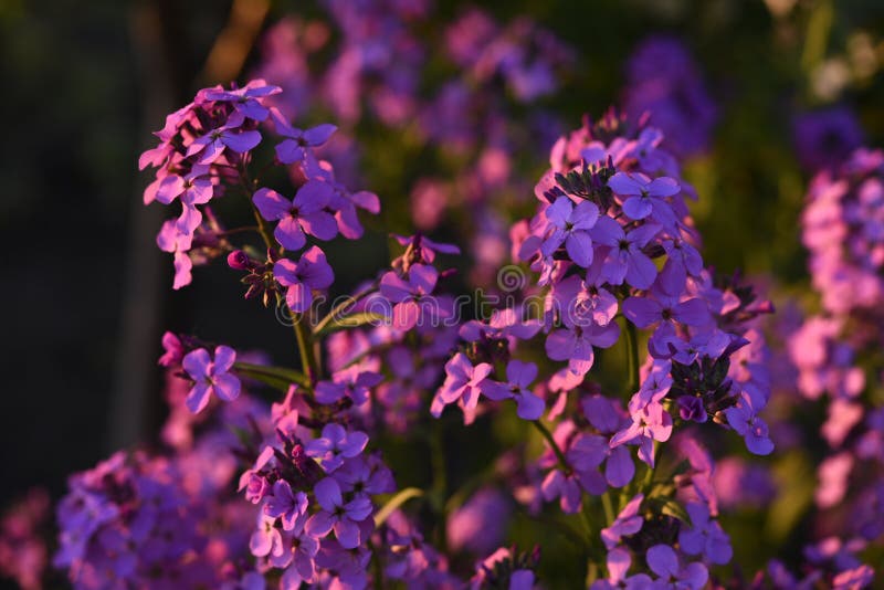Hesperis Matronalis. Purple Flowers of the Night Violet in the Rays of ...