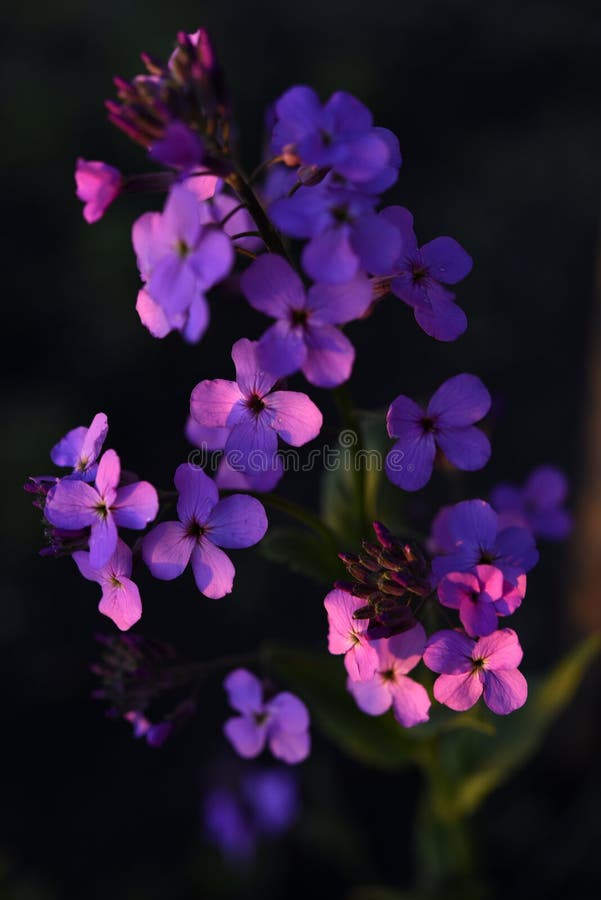 Hesperis Matronalis. Purple Flowers of the Night Violet in the Rays of ...
