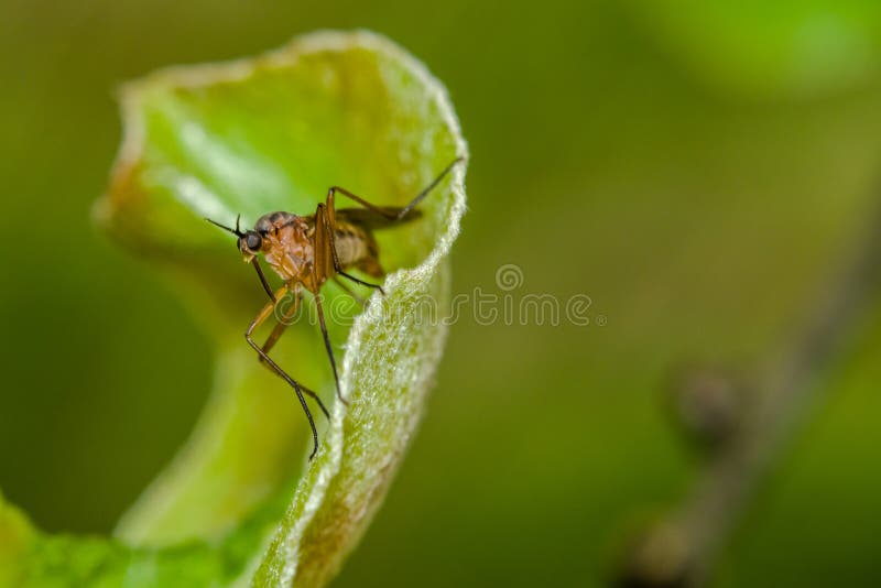 Hessian fly stock image. Image of spring, green, resting - 94842131