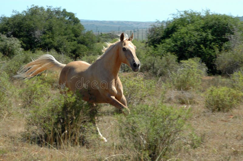 Afrikaans Paard Galopperend Stock Afbeelding - Image of zuiden, dieren ...