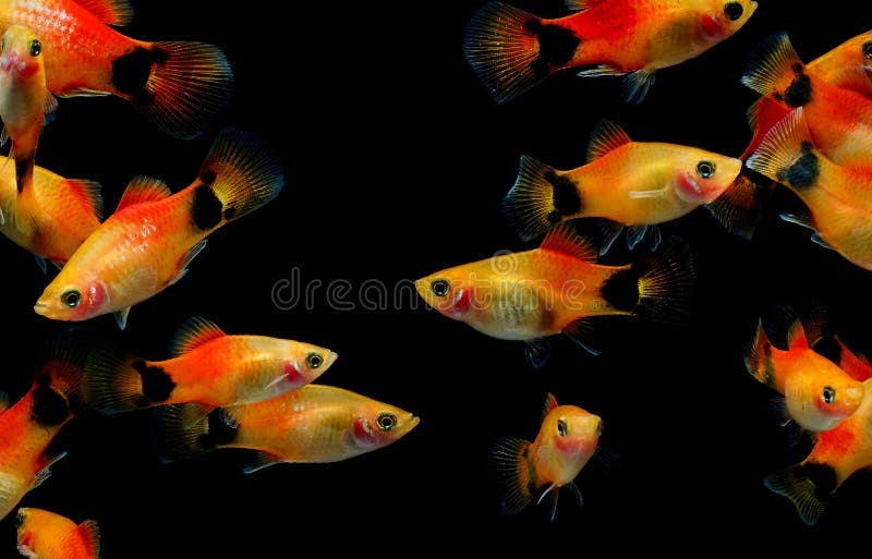 Het Aquariumvissen Van Mollyvissen Stock Foto - Image of zoetwater ...