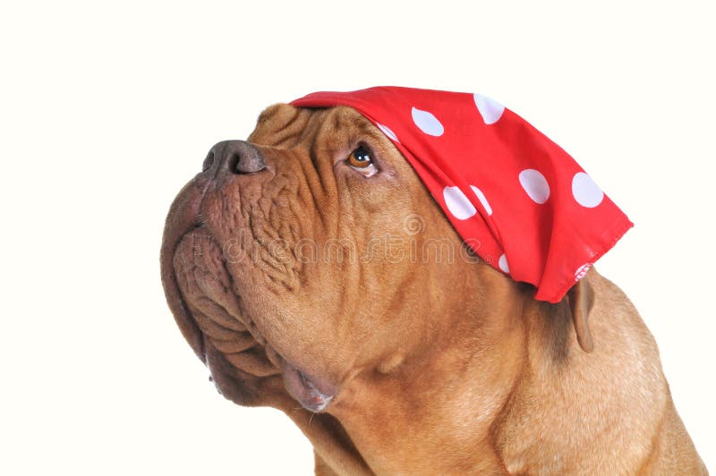 Het Bedelen Van Hond Met Rode Bandana Stock Afbeelding - Image of ...