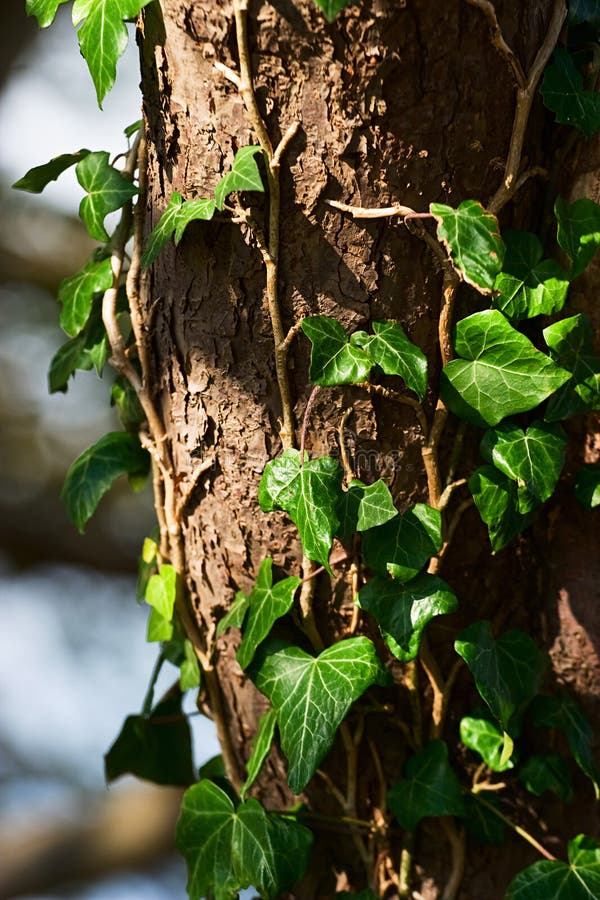 Boom in Hout Dat Met Klimop Wordt Behandeld Stock Afbeelding - Image of ...