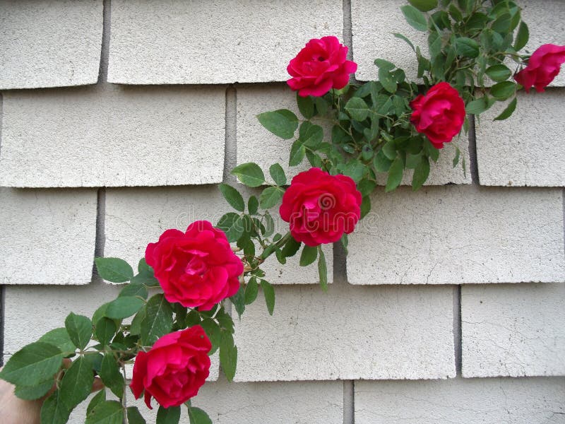Het Beklimmen Van Wilde Rode Rozen Stock Foto - Image of wild, rood ...