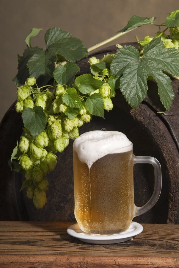 Het Bier Van Het Ontwerp Met Hop Stock Afbeelding - Image of droog ...