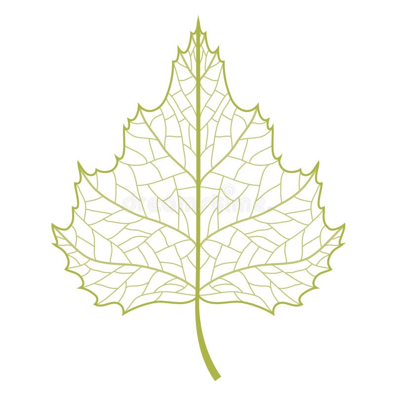 Het blad van de berk. vector illustratie. Illustration of patroon ...
