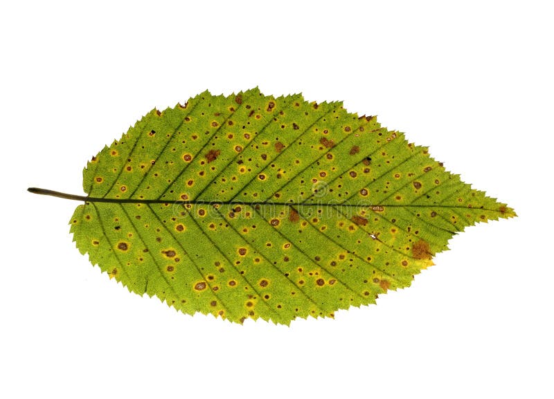 Beukenblad stock afbeelding. Image of achtergronden, harmonie - 21148285