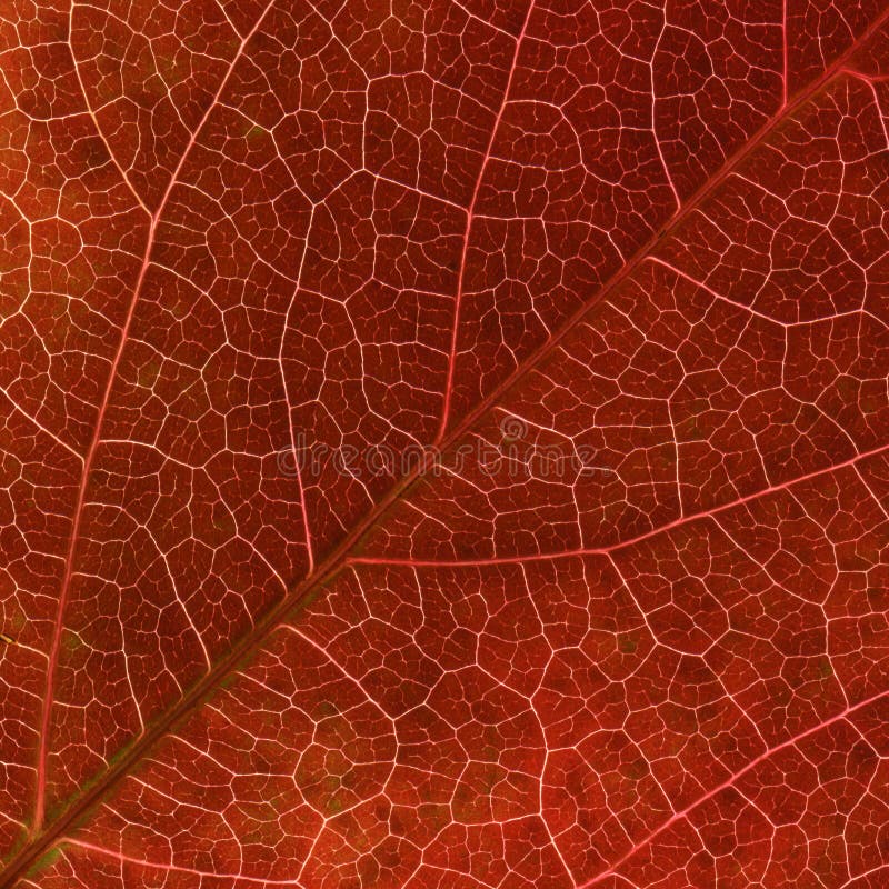 Het Blad Van De Wilde Wingerd Stock Foto - Image of wijnstok, kruipster ...