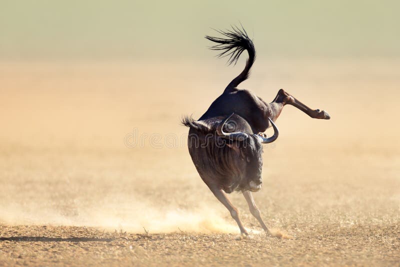 Het Blauwe Meest Wildebeest Rond Springen Speels Stock Afbeelding ...