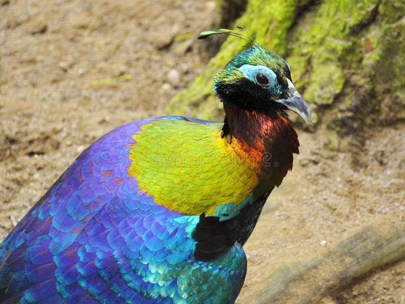 Het Gezicht Van Een Mannelijke Impeyan Fazant in Close-up, Kleurrijke ...