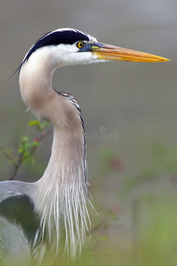 Blauwe Reiger, Close-up, Profiel Stock Afbeelding - Image of vrede ...