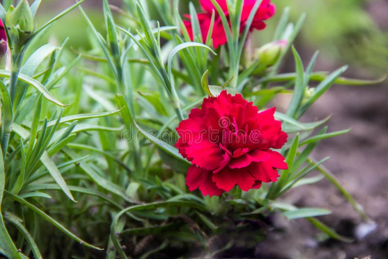 Rode Anjers stock foto. Image of bloemen, romaans, tuinbouw - 61479708