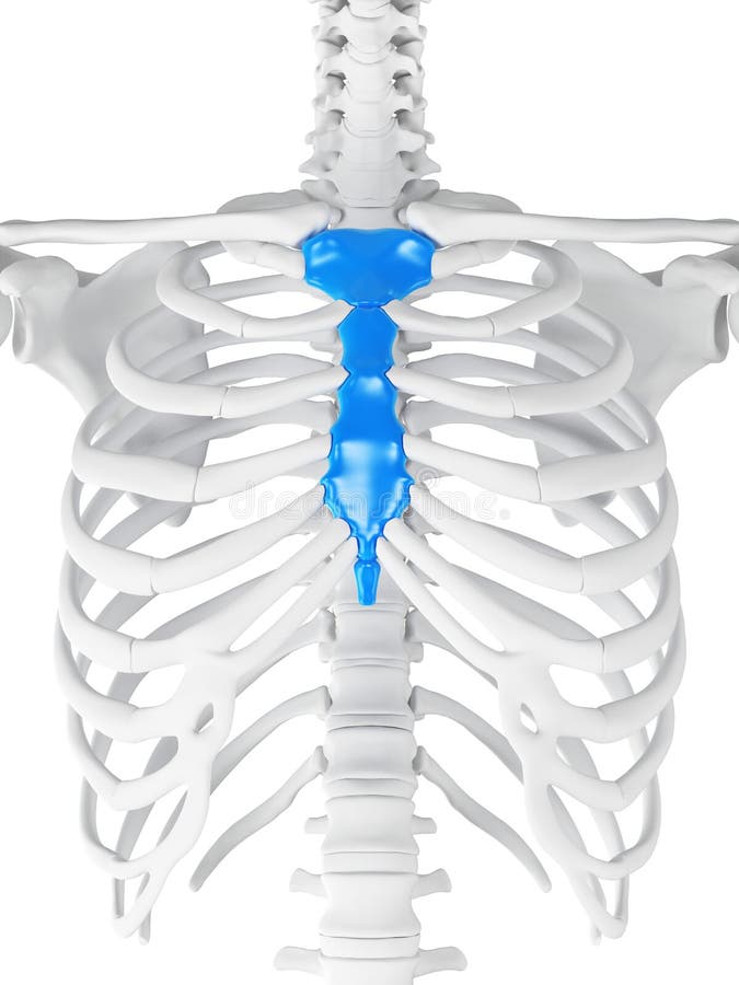 Het borstbeen stock illustratie. Illustration of gezondheid - 101266774