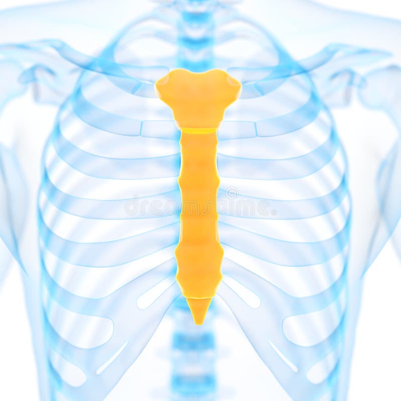 Borstbeen (borstbeen) vector illustratie. Illustration of diagram ...