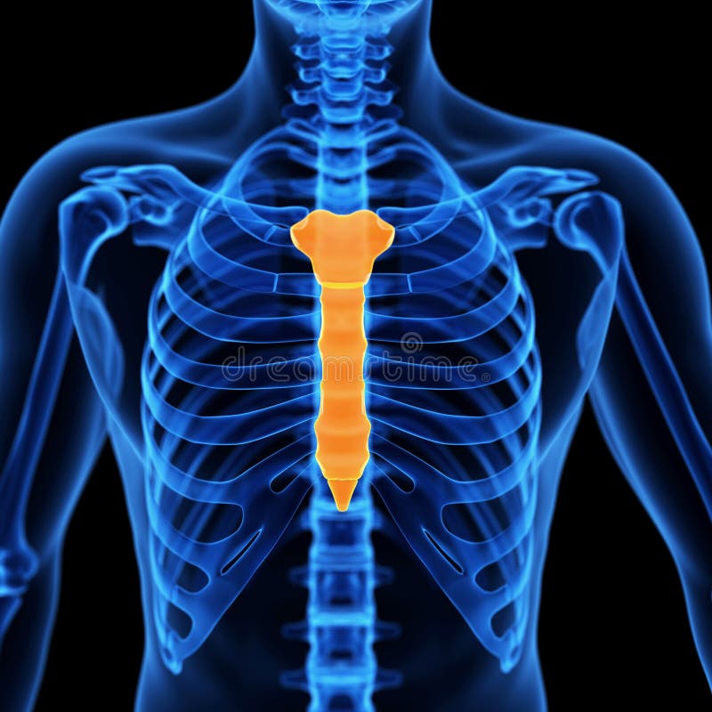 Het borstbeen stock illustratie. Illustration of skelet - 45382029