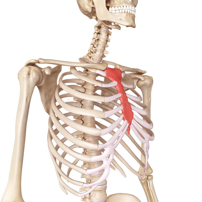Het borstbeen stock illustratie. Illustration of anatomie - 56652570