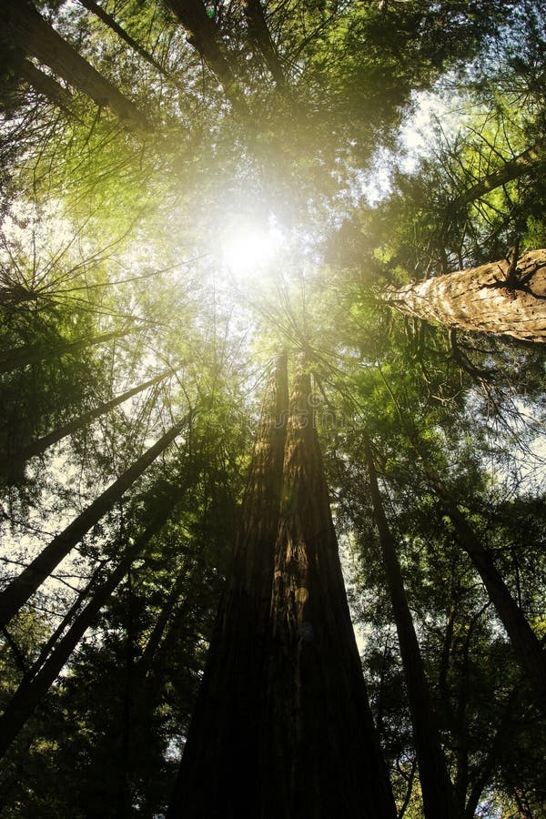 Het Bos Van De Californische Sequoia Stock Foto - Image of milieu, reus ...
