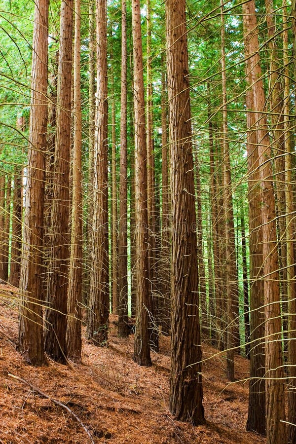 Redwoodbos stock afbeelding. Image of reus, eeuwigdurend - 6889503