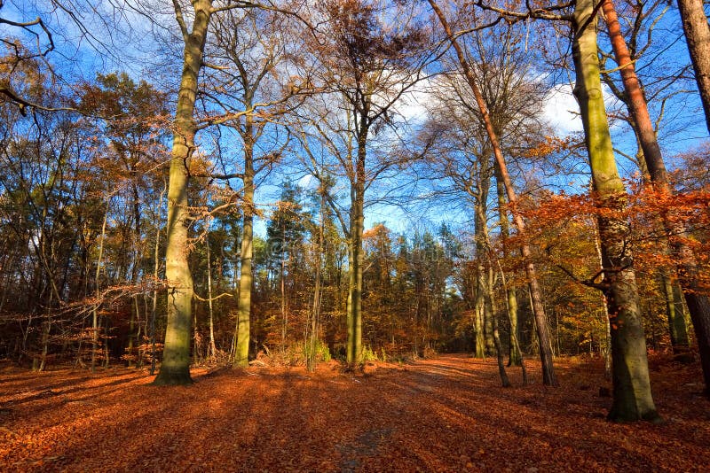 Het Bos Van De Herfst Bij Zonsondergang Stock Foto - Image of park ...