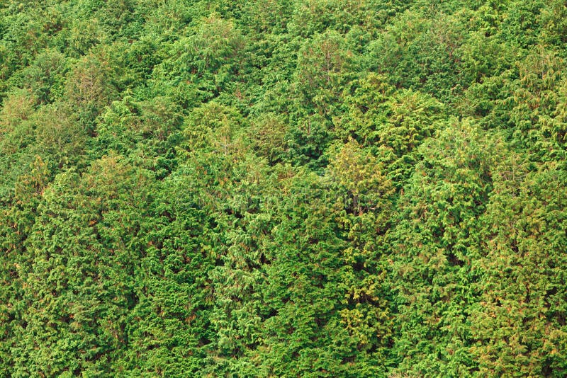 Het bos van de naaldboom stock afbeelding. Image of heuvel - 24533167