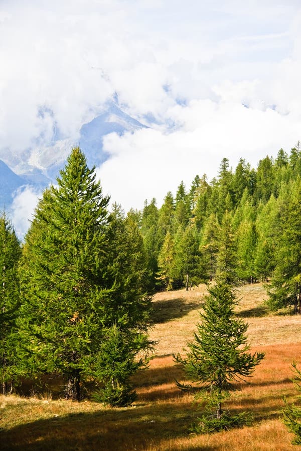 Het bos van de pijnboom stock foto. Image of zachthout - 11232866