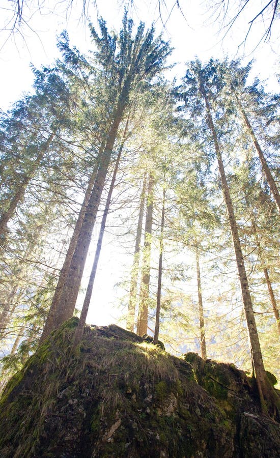 Het bos van de pijnboom stock afbeelding. Image of bruin - 15527875