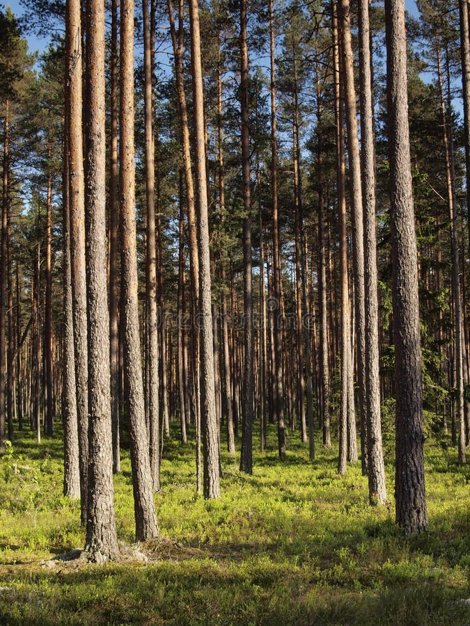 Het Bos Van De Pijnboom in Estland Stock Afbeelding - Image of pijnboom ...