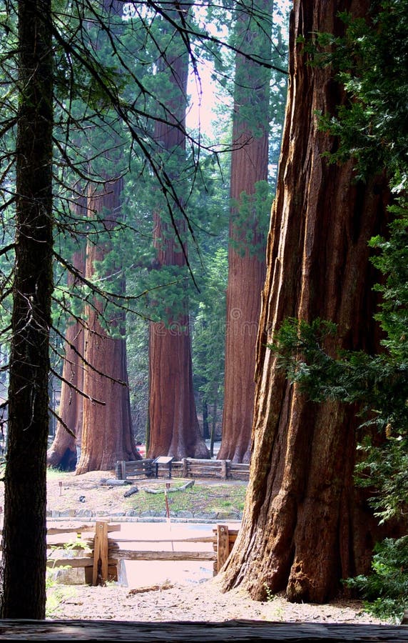 Sequoia Bos stock foto. Image of rood, park, hout, boom - 490656