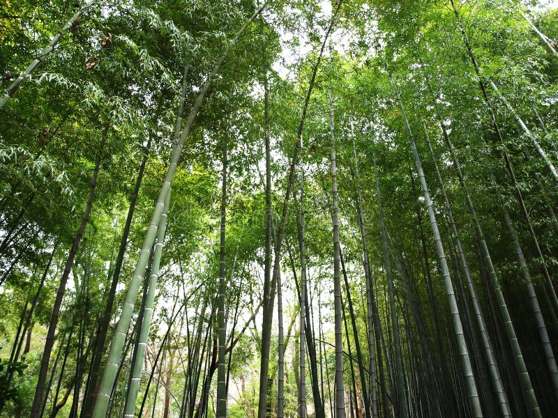 Bamboe bos stock foto. Image of blauw, peking, stil, bamboe - 13640688