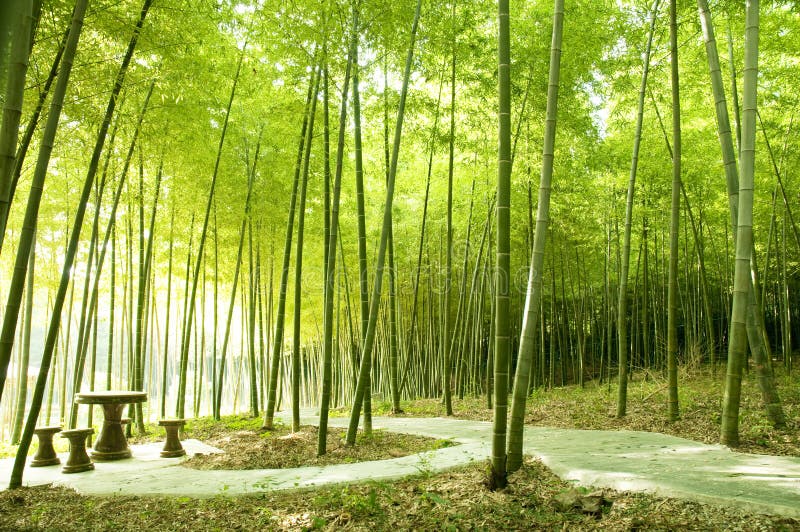 Het bos van het bamboe stock foto. Image of lang, installaties - 15700944