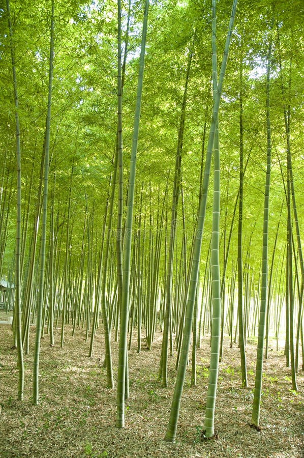 Bamboe stock foto. Image of dicht, boom, groei, hoog - 116053950