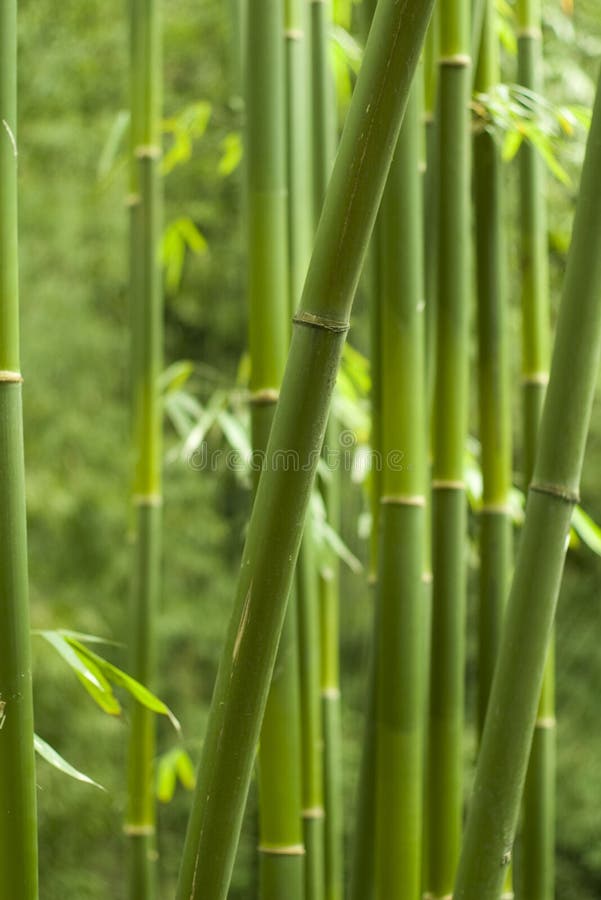 Bamboe bos stock foto. Image of bamboe, azië, samenvatting - 7238298