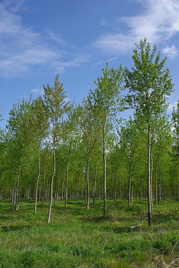 De Boom Van De Populier in De Herfst Stock Afbeelding - Image of milieu ...