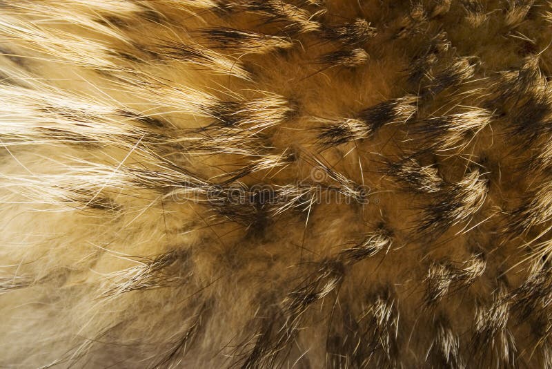 Het Bruine En Witte Dier Viel Textuur Stock Afbeelding - Image of macro ...