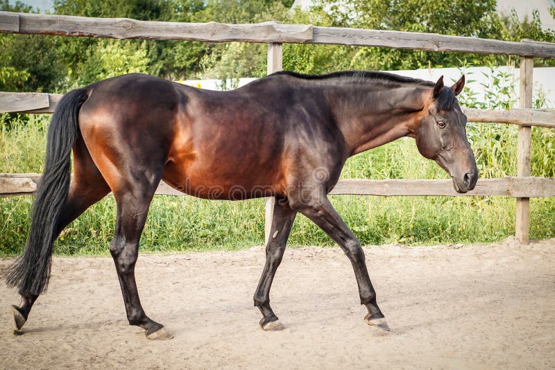 Het bruine paard lopen stock foto. Image of lente, hemel - 65575718