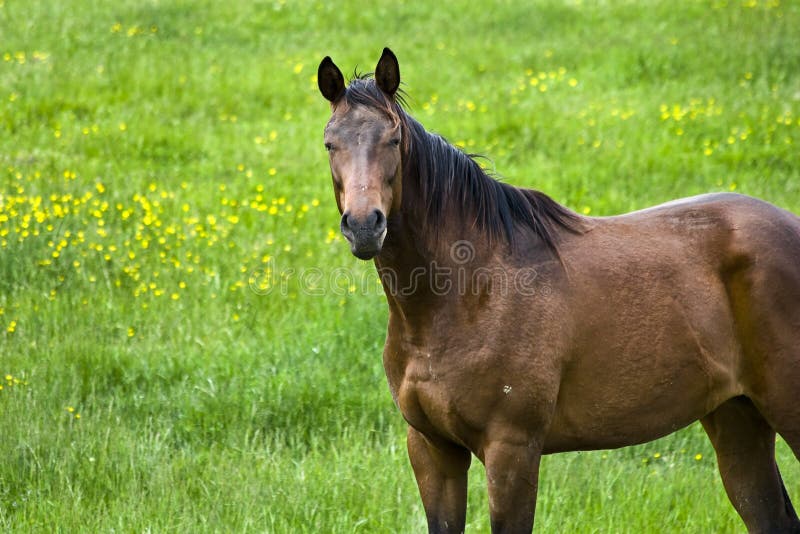Het Bruine Paard Van Het Kwart Stock Foto - Image of dieren, dier: 5331238