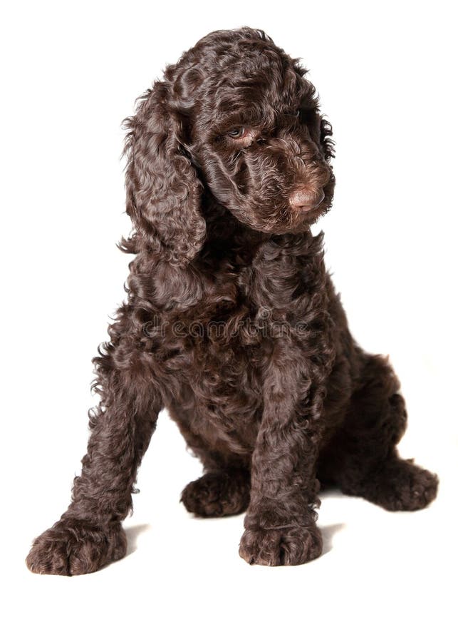 Het Bruine Puppy Van De Poedel Stock Foto - Image of portret, hond ...