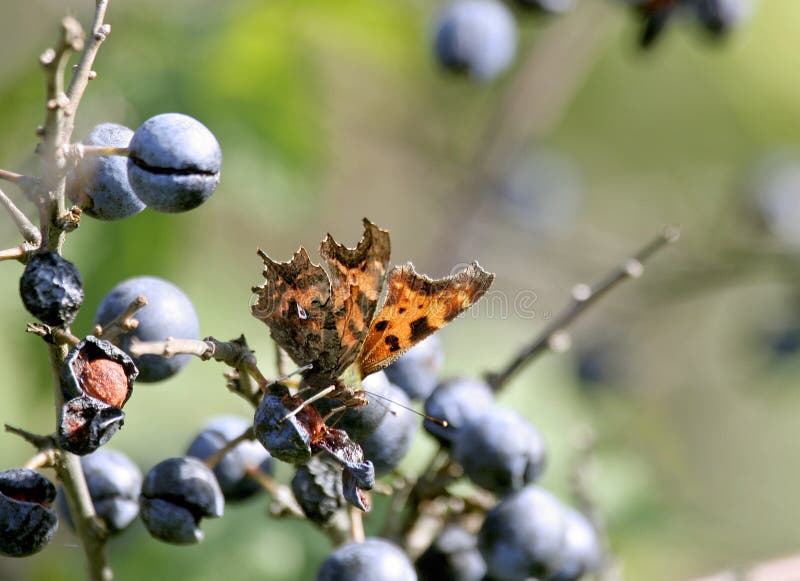 Het c-album van Polygonia stock foto. Image of groen, vrijheid - 3410312