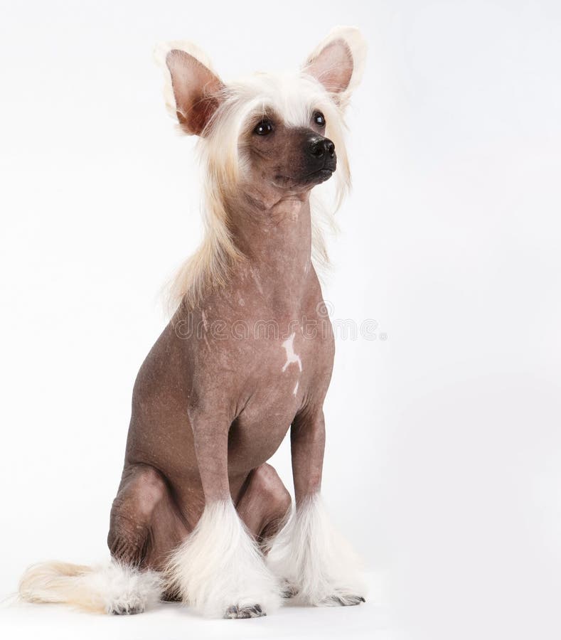 Het Chinese Kuifwijfje Van De Hond Stock Afbeelding - Image of ...