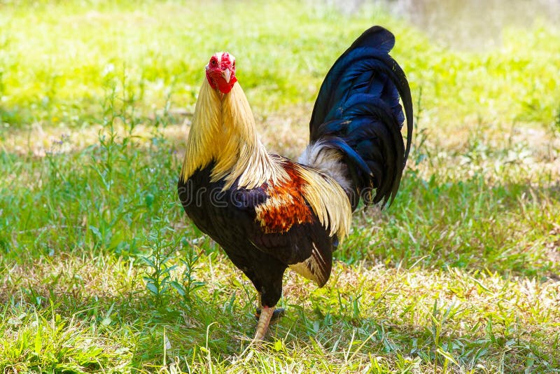 Het Chinese Nieuwe Jaar Van 2017 Van De Haan/de Haan Vieringsbackgro ...